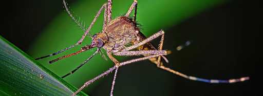 Controlling Unwanted Pests: Mosquitoes / Ricewood MUD